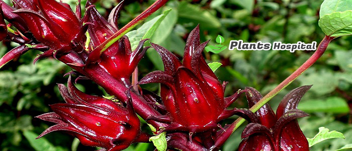 How To Use Hibiscus Tea - Plants Hospital