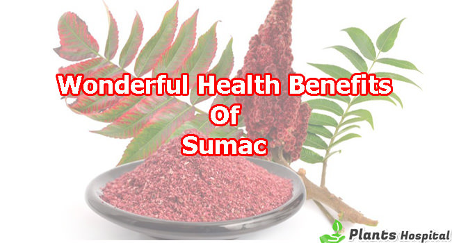 11 Amazing Promising Benefits of Sumac Plant