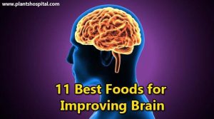 11 Best Foods for Improving Brain Health: Which Food is Good For Brain?