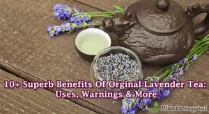 10+ Superb Benefits Of Orginal Lavender Tea: Uses, Warnings & More
